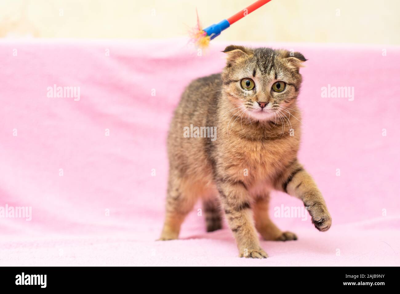 Happy tabby cat hi-res stock photography and images - Alamy