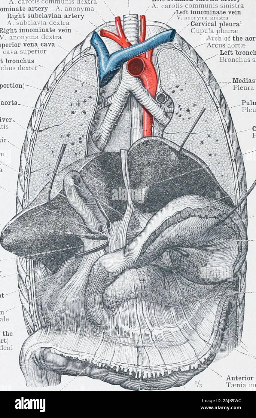 Where Innominate Vein Anatomy