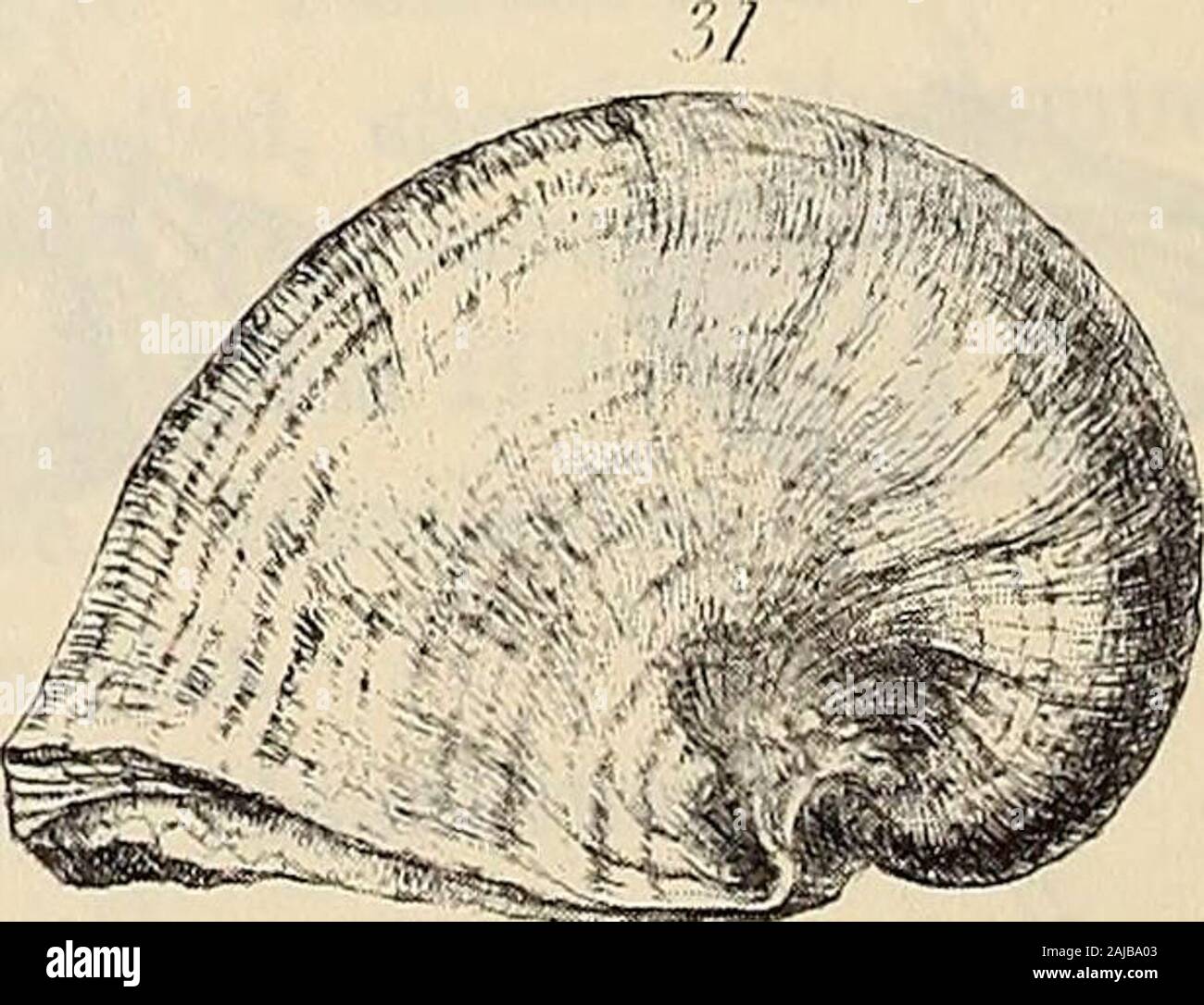 Pansions hi-res stock photography and images - Alamy