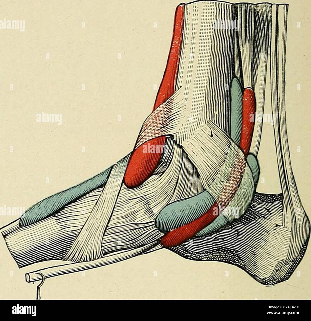 A treatise on orthopedic surgery . The anterior annular ligamentof the ...