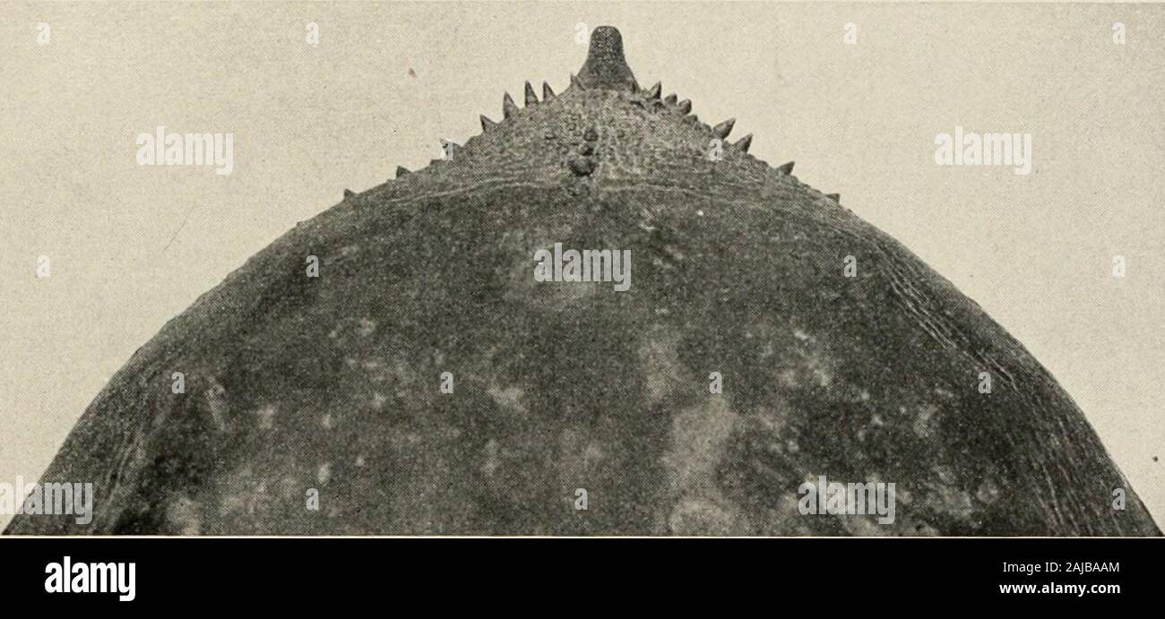 Turtle tubercles hi-res stock photography and images - Alamy