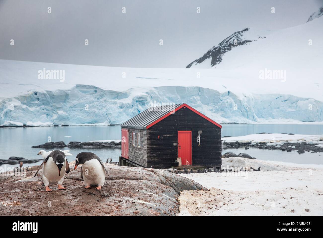 Penguin post office antarctic peninsula hi-res stock photography and ...