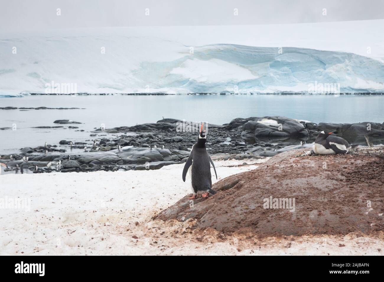 Penguin post office hi-res stock photography and images - Alamy