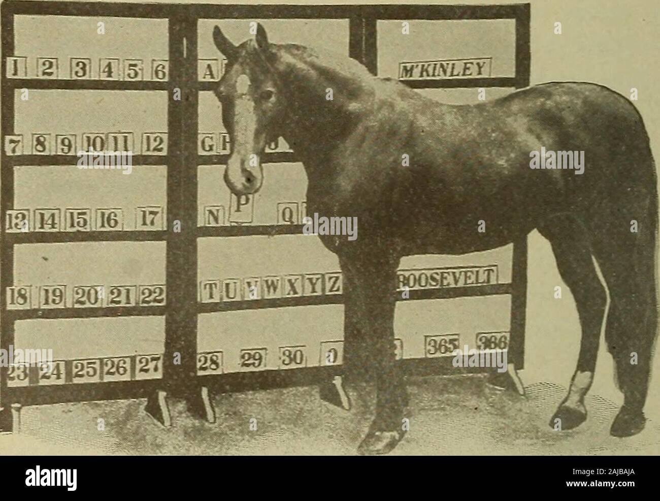 Jim key horse hi-res stock photography and images - Alamy