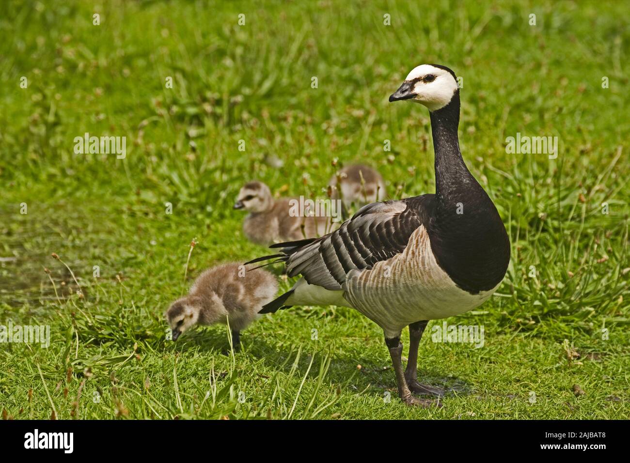 Goose barnacle reproduction hi-res stock photography and images - Alamy