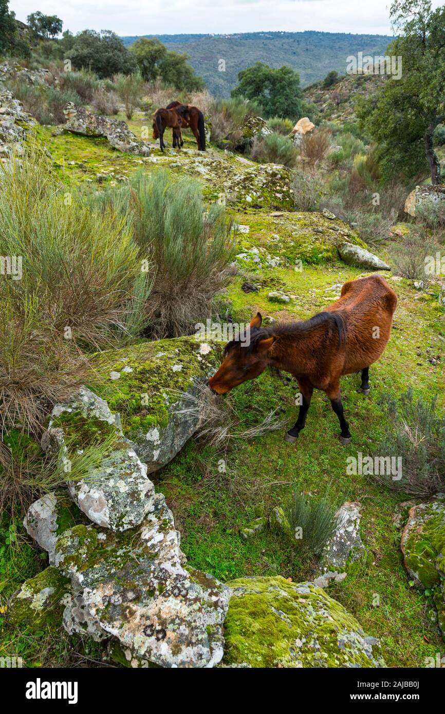 HORSE - CABALLO (Equus ferus caballus), Faia Brava private reserve ...
