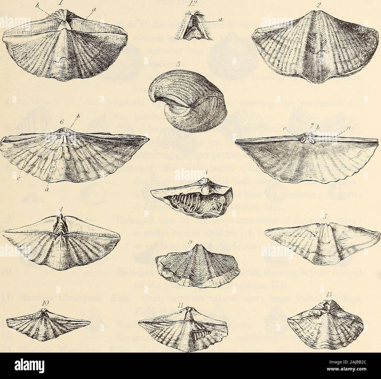 Cone Shaped Shell High Resolution Stock Photography and Images - Alamy