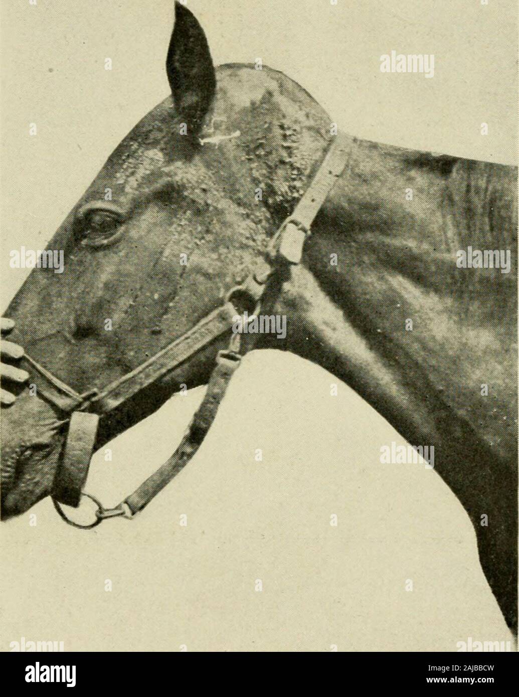 Occipital crest hi-res stock photography and images - Alamy