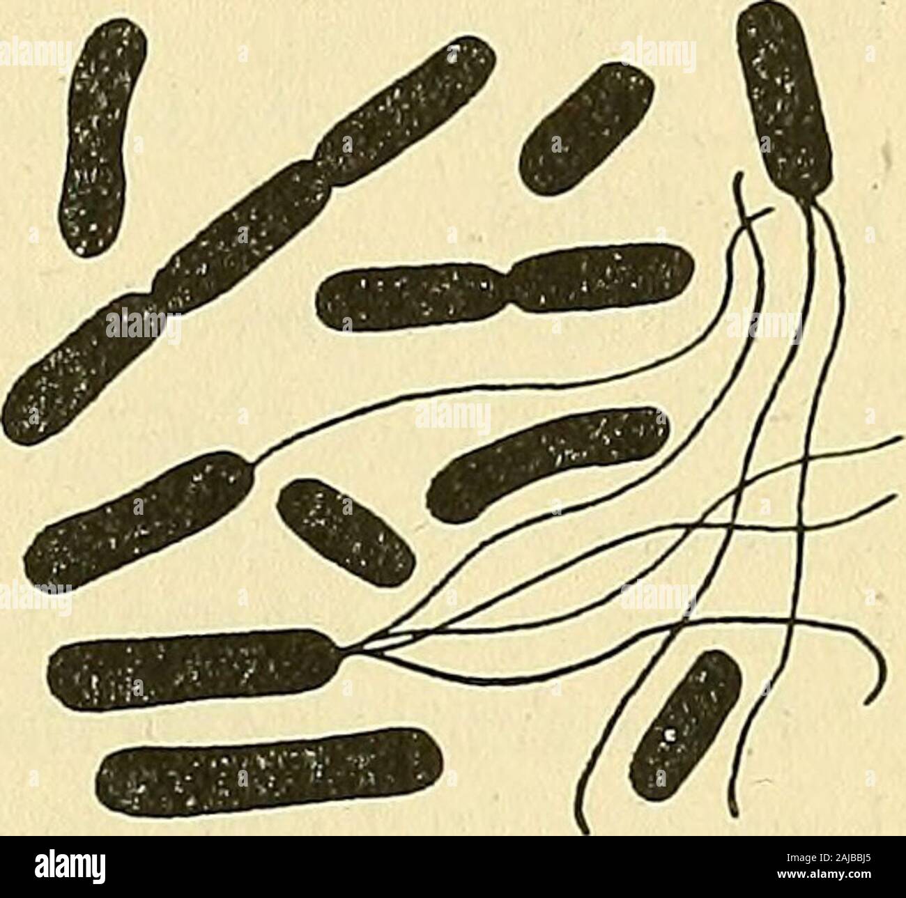 Rod Shaped Bacteria Slide
