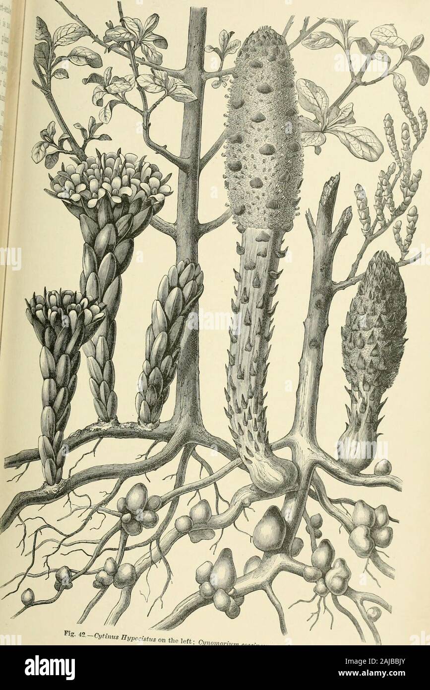 The natural history of plants, their forms, growth, reproduction, and ...