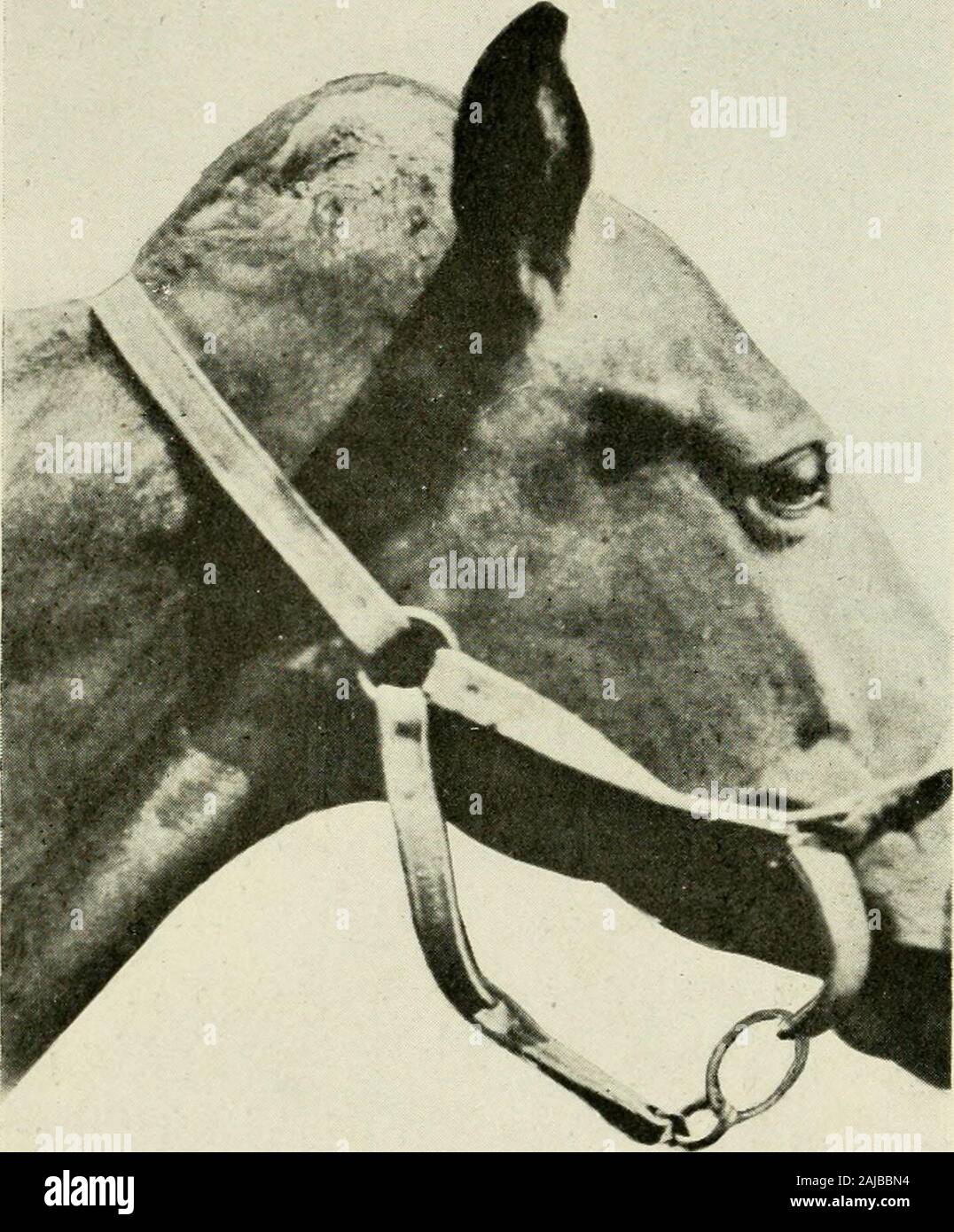 Fistula of the withers and poll-evil . e patient is thus positioned ...