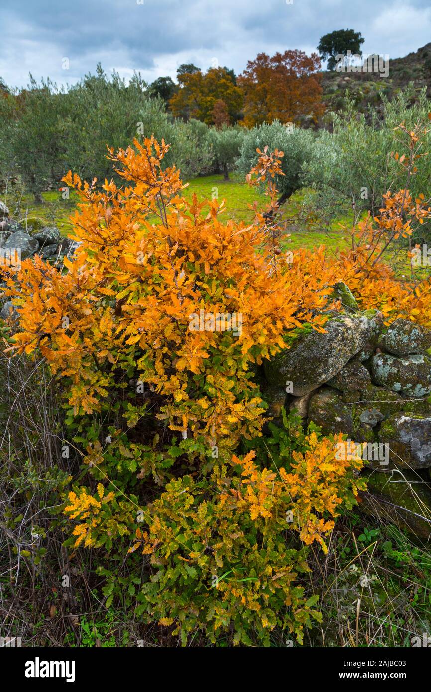 PORTUGUESE OAK (Quercus faginea), Faia Brava private reserve, Portugal ...