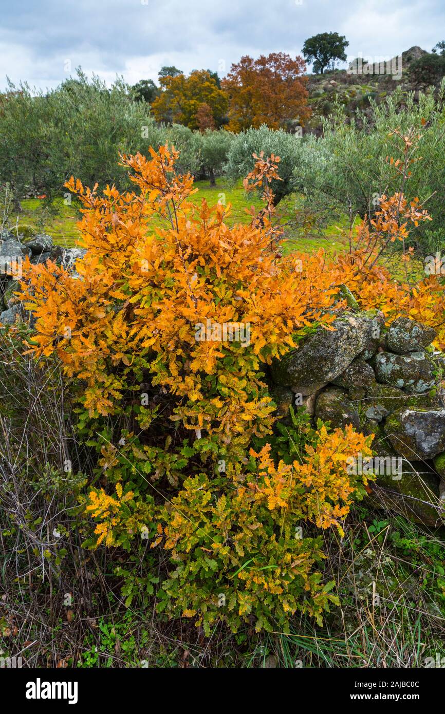 Portuguese oak quercus faginea hi-res stock photography and images - Alamy
