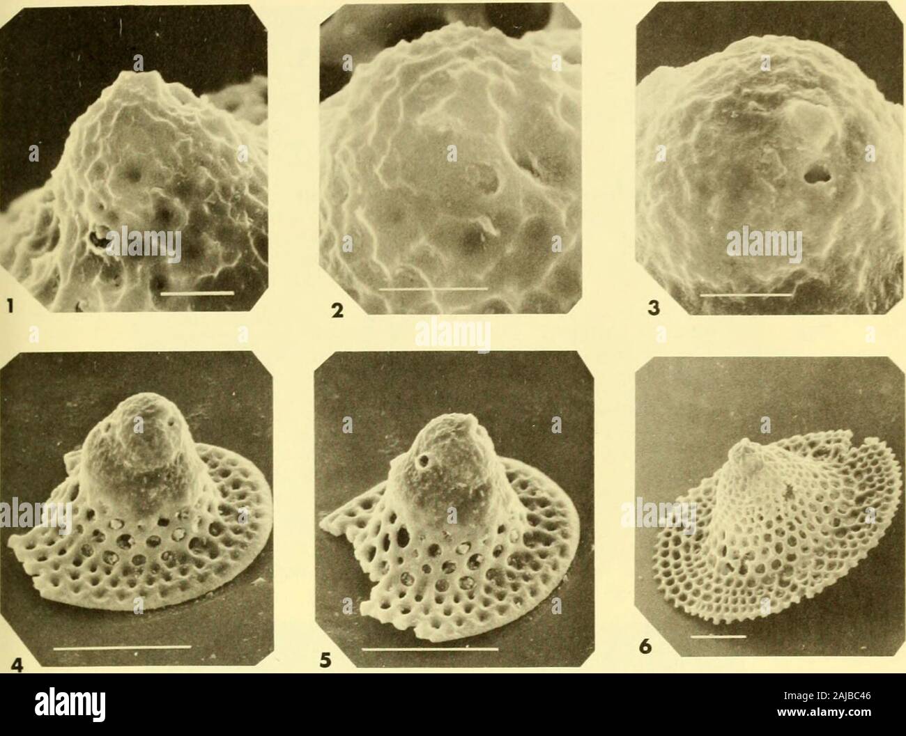 Coniacian hi-res stock photography and images - Alamy