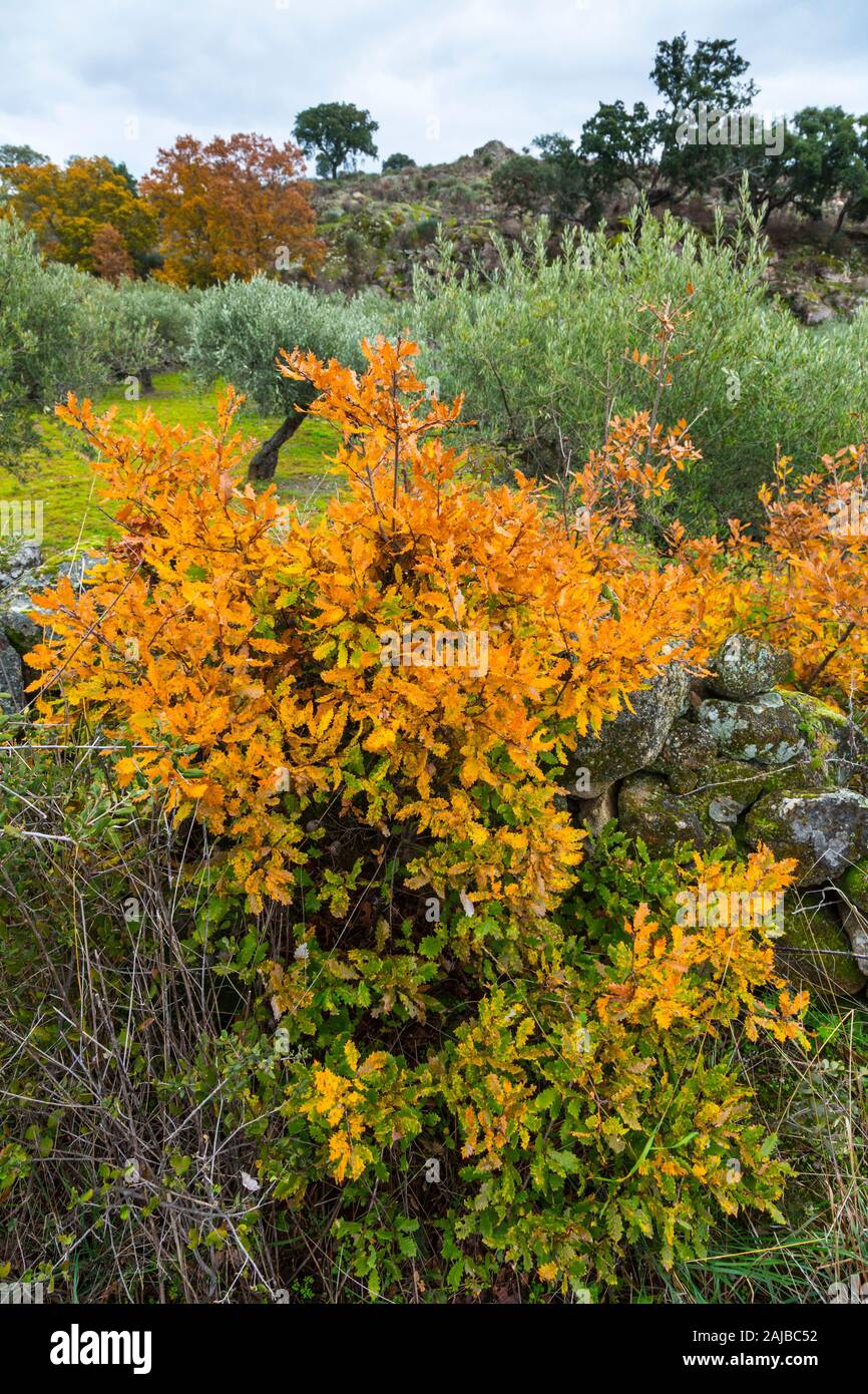 PORTUGUESE OAK (Quercus faginea), Faia Brava private reserve, Portugal ...