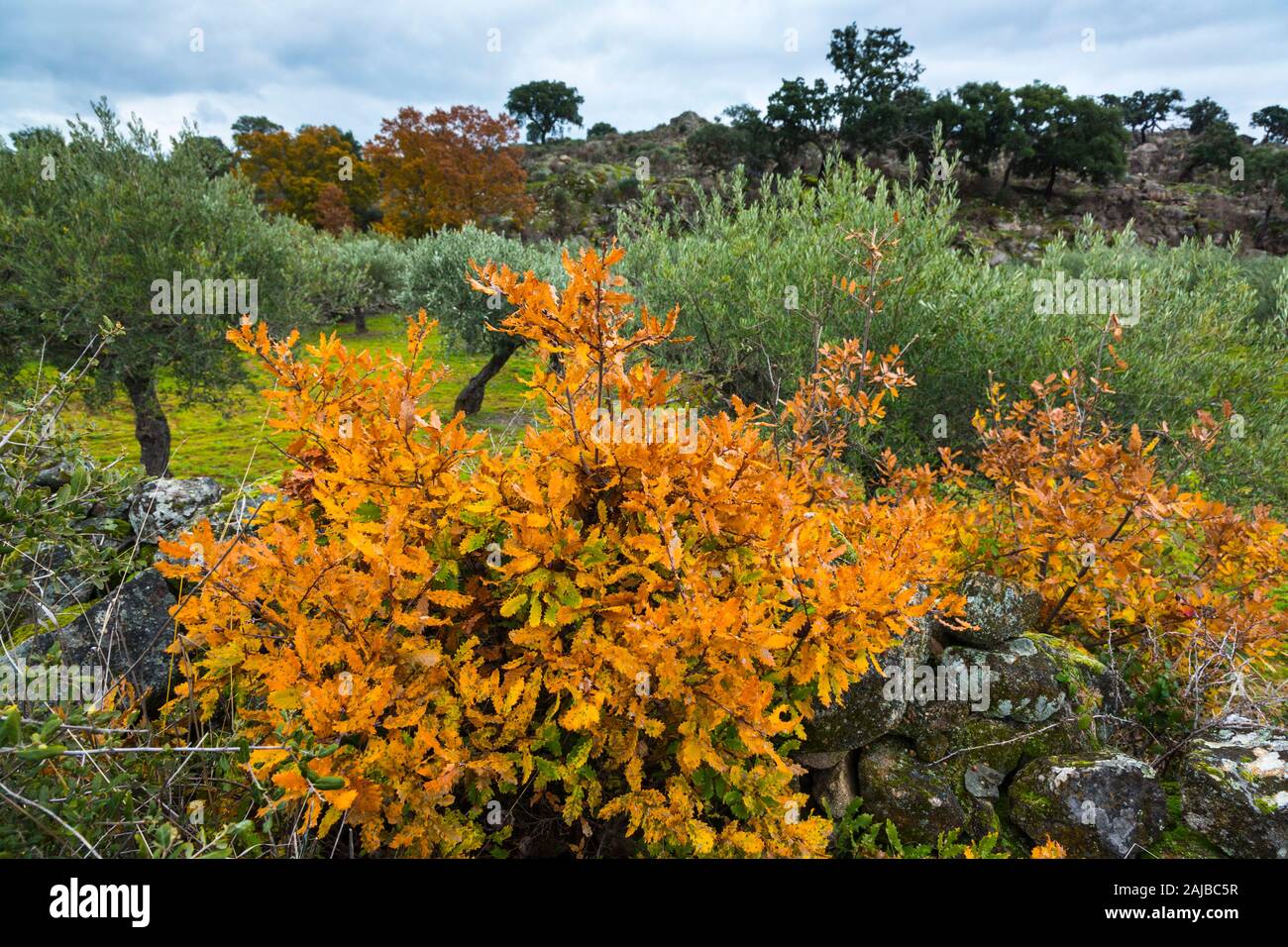 Portuguese oak quercus faginea hi-res stock photography and images - Alamy