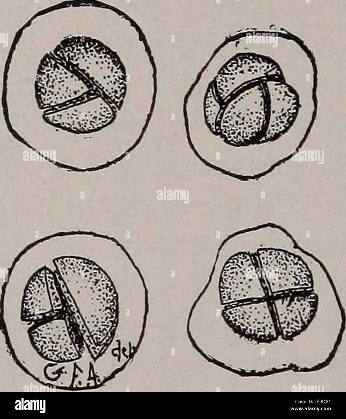 Elementary botany . CHAPTER XXXVII. MORPHOLOGY OF THE NUCLEUS AND ...