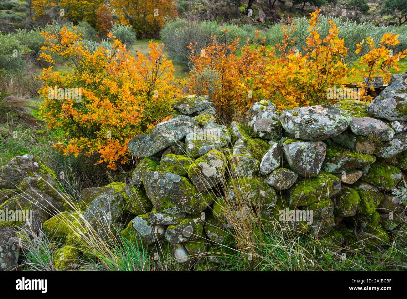 PORTUGUESE OAK (Quercus faginea), Faia Brava private reserve, Portugal ...