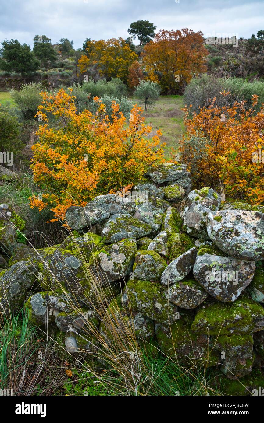 PORTUGUESE OAK (Quercus faginea), Faia Brava private reserve, Portugal ...