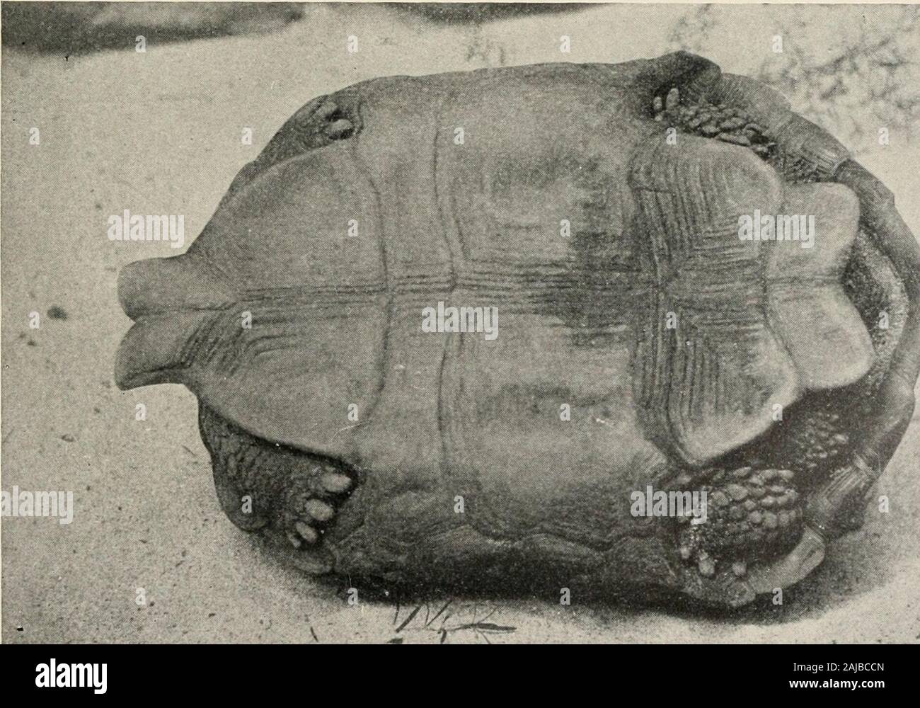 The reptile book; a comprehensive popularised work on the structure and ...