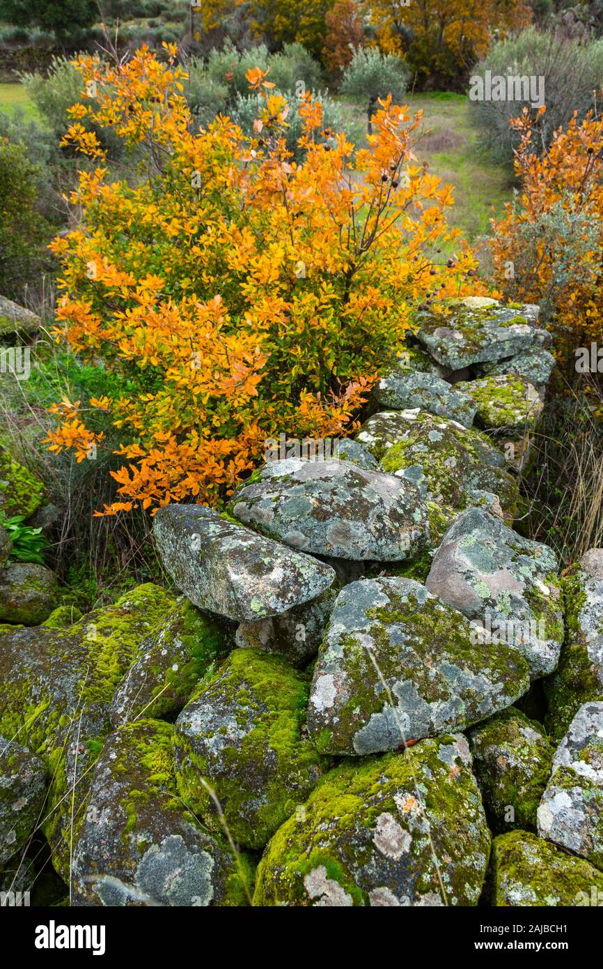 Portuguese oak quercus faginea hi-res stock photography and images - Alamy