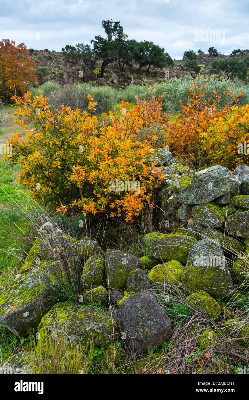 Portuguese oak quercus faginea hi-res stock photography and images - Alamy
