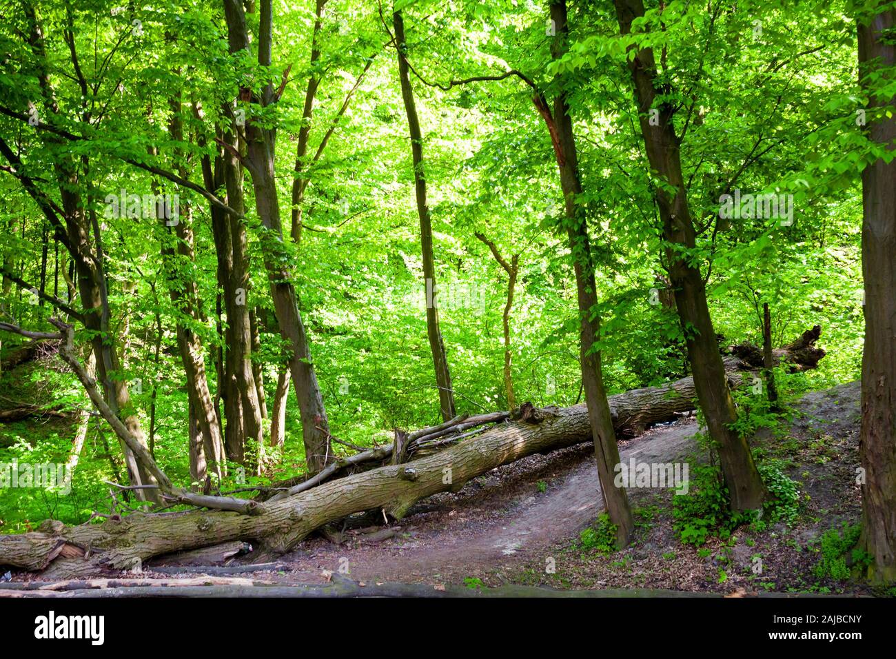 Maple and hornbeam trees in spring, Holosiivskyi National Nature Park ...