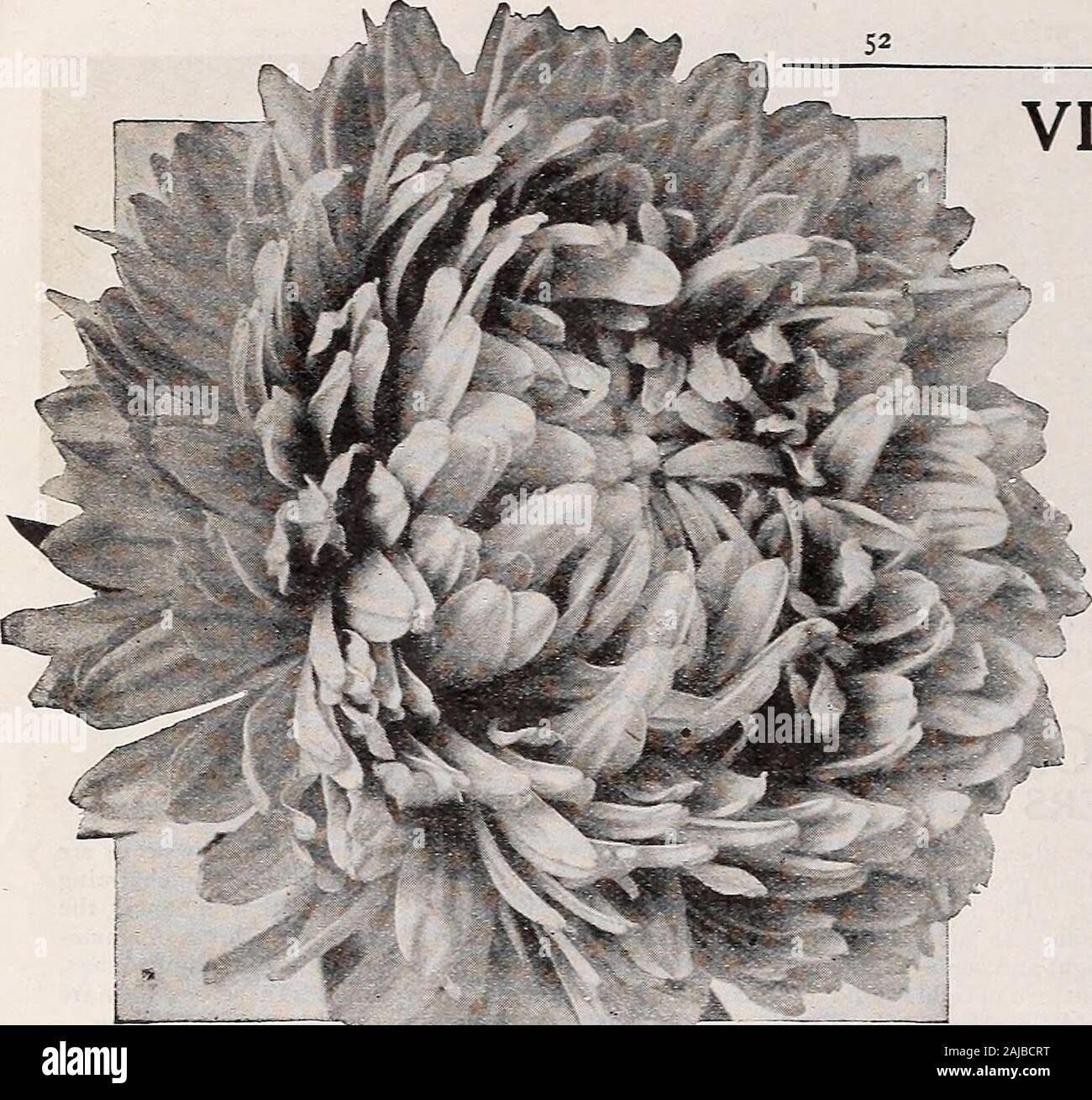 Vicks plant hi-res stock photography and images - Alamy