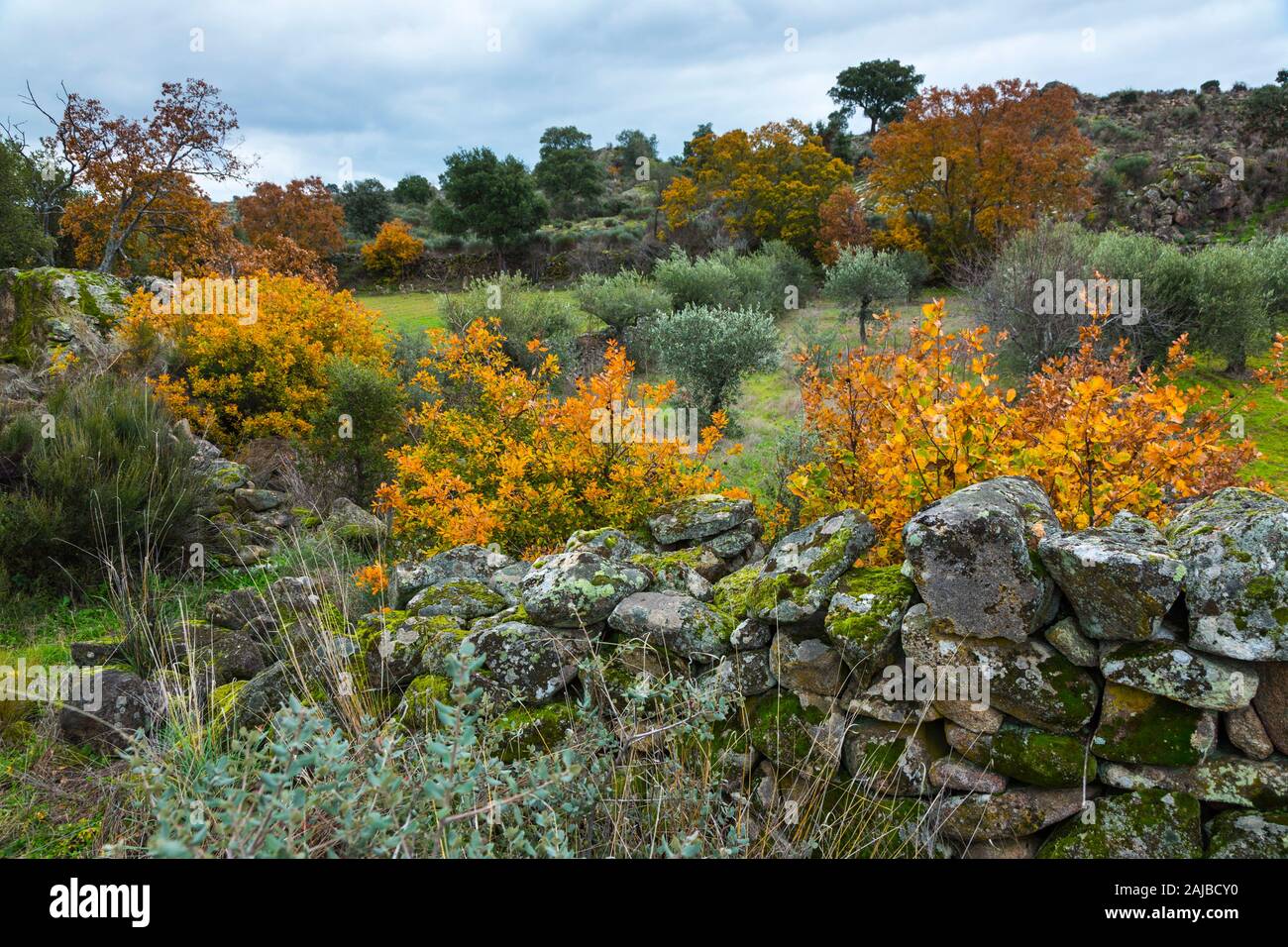 Portuguese oak quercus faginea hi-res stock photography and images - Alamy