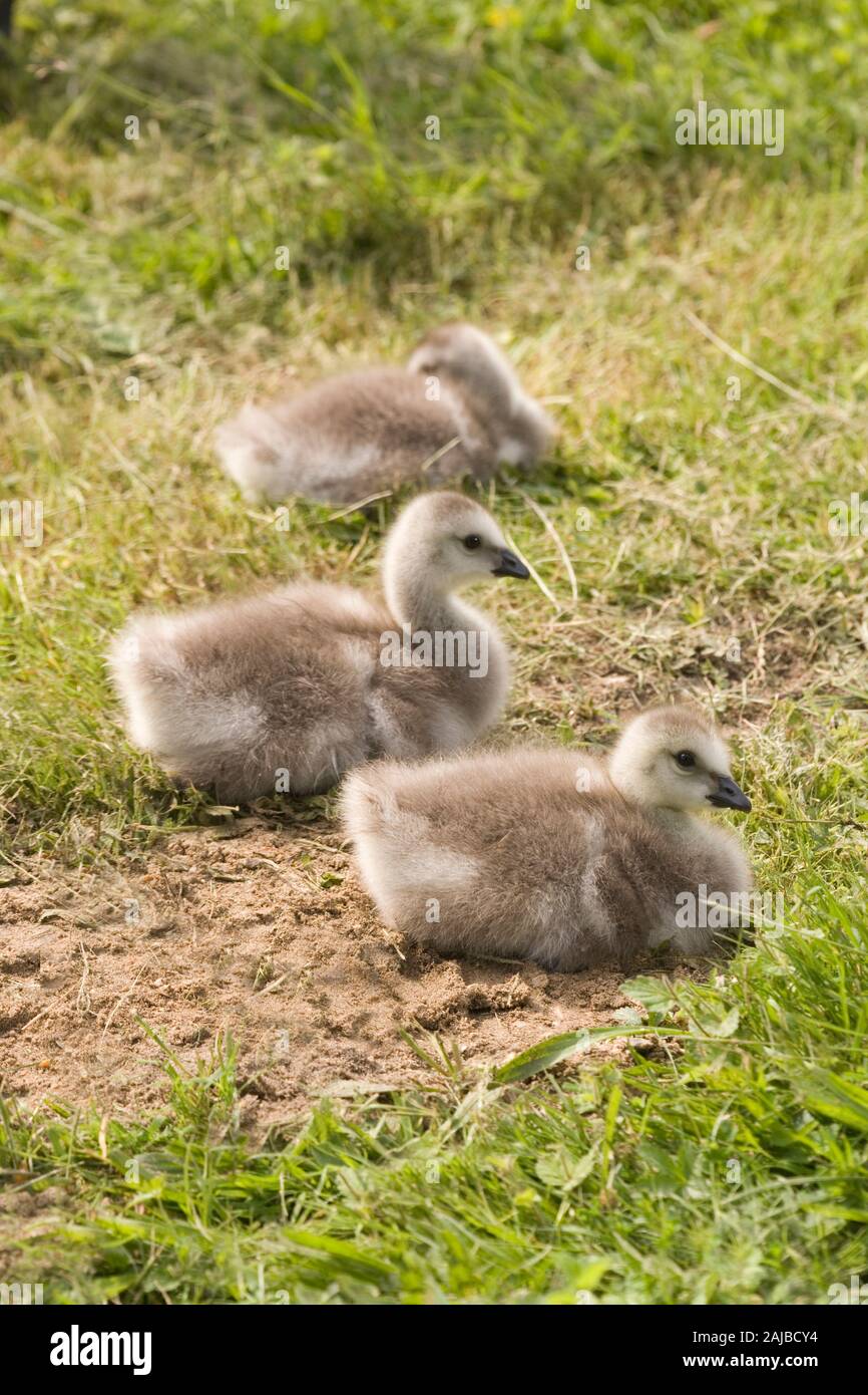 BARNACLE GEESE (Branta leucopsis). goslings, c. 6 days old. Sitting ...