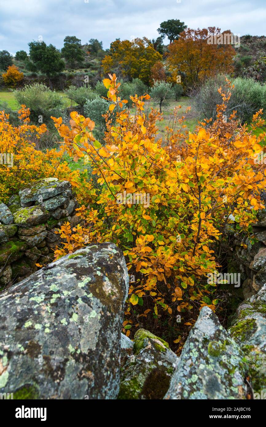 PORTUGUESE OAK (Quercus faginea), Faia Brava private reserve, Portugal ...