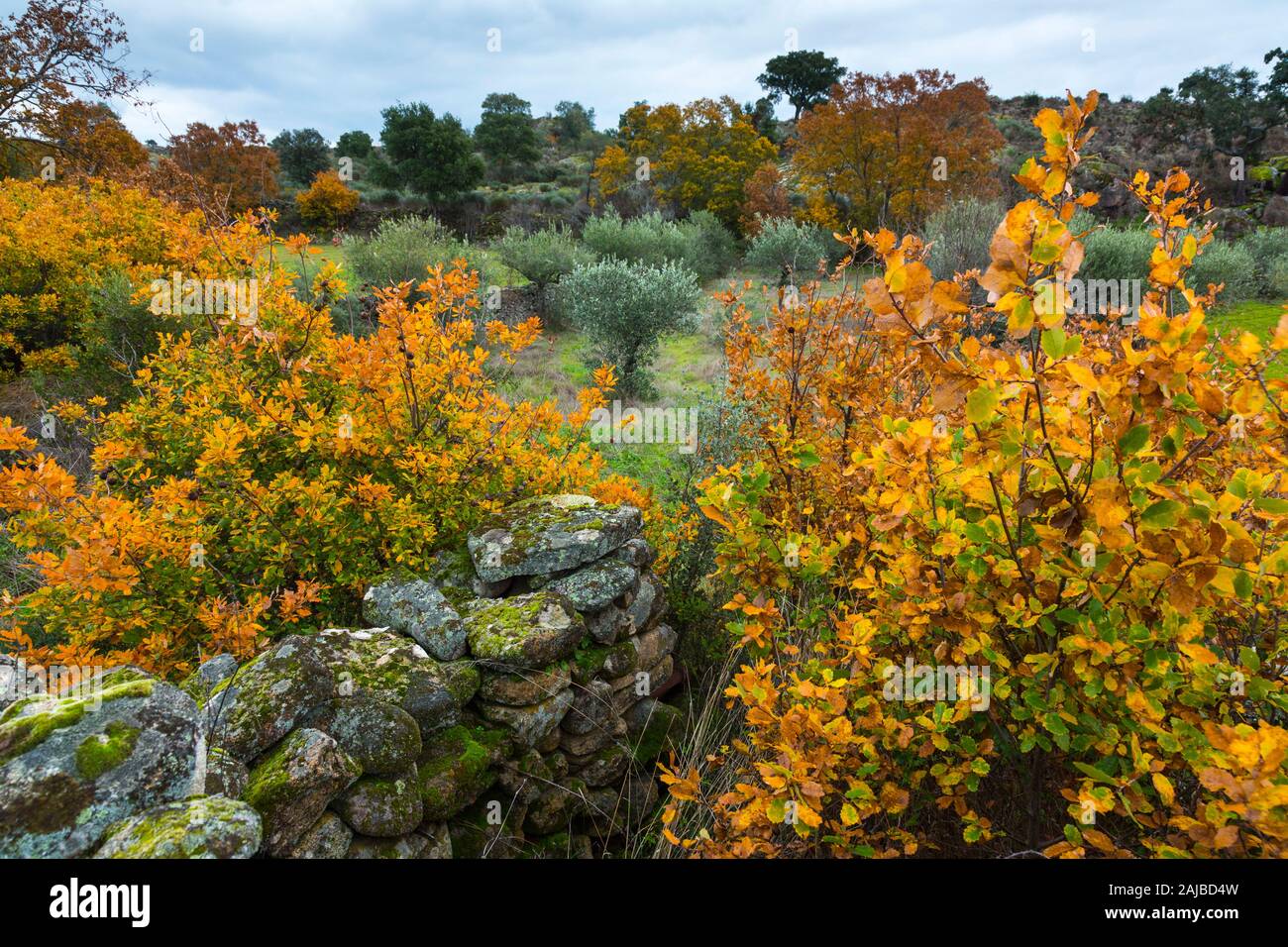 Portuguese oak quercus faginea hi-res stock photography and images - Alamy