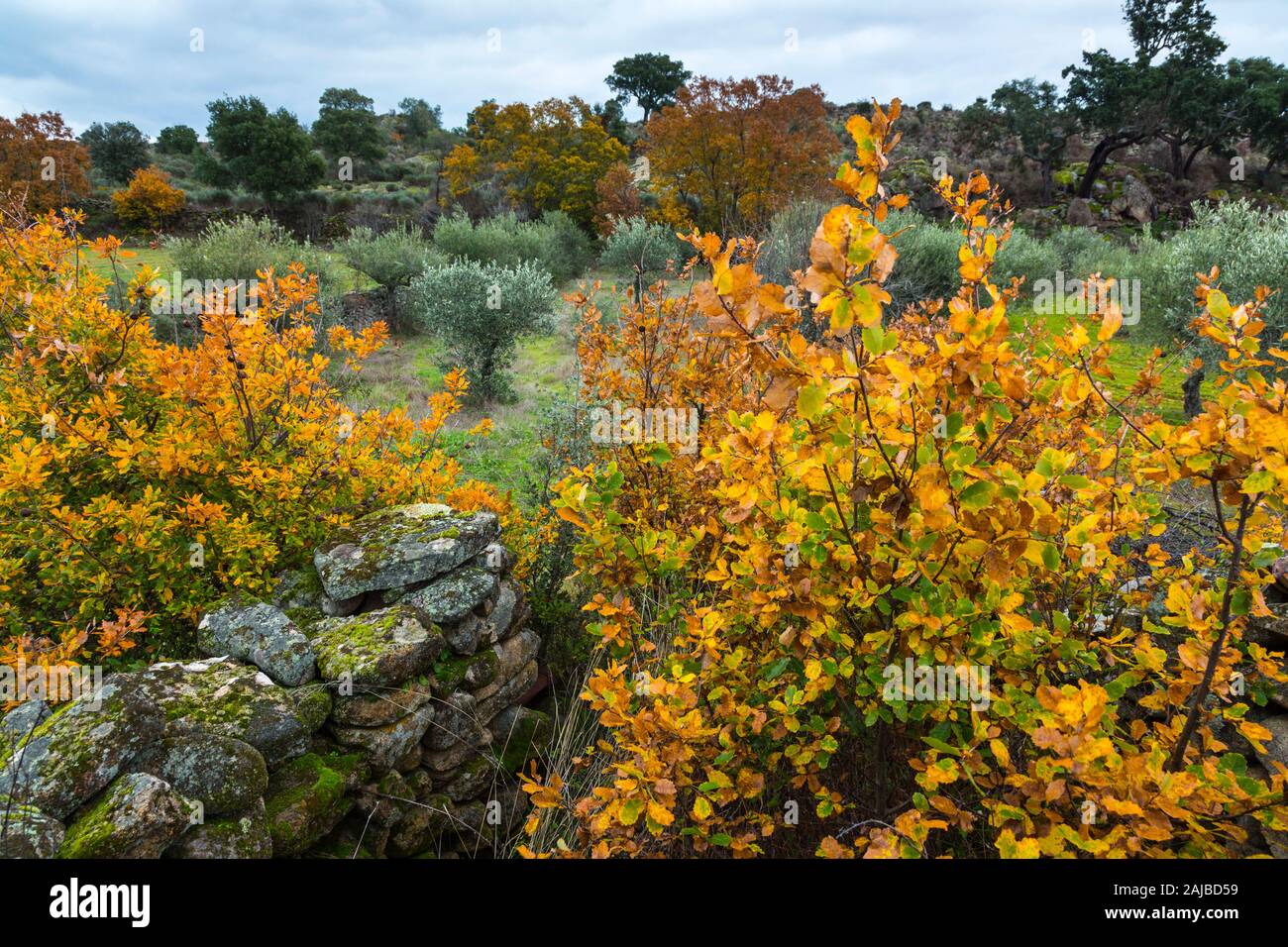 Portuguese Oak Quercus Faginea High Resolution Stock Photography and ...