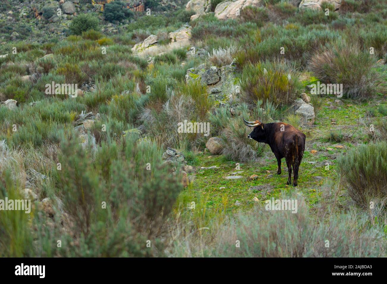 COWS OR CATTLE (Bos taurus o Bos primigenius taurus), Faia Brava ...