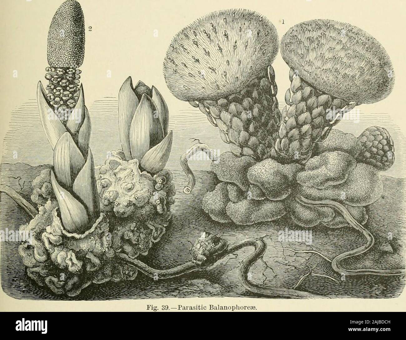 The natural history of plants, their forms, growth, reproduction, and ...