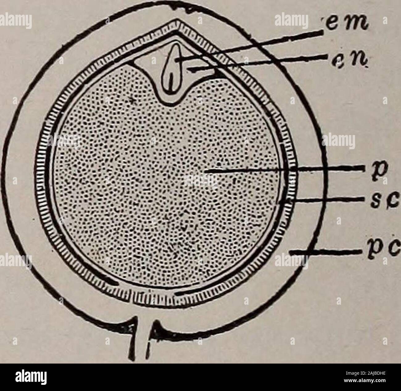 Pipernigrum hi-res stock photography and images - Alamy