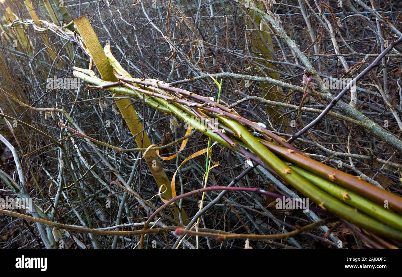 Traditional English hedge laying methods using willow binders and ...