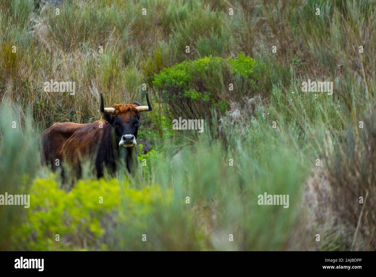Vaca maronesa wild cattle maronesa breed hi-res stock photography and ...