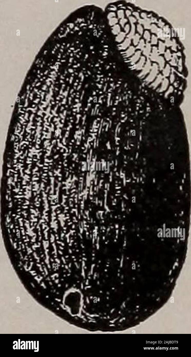 Elementary botany . Fig. 399-Seed of violet, external view, andsection ...