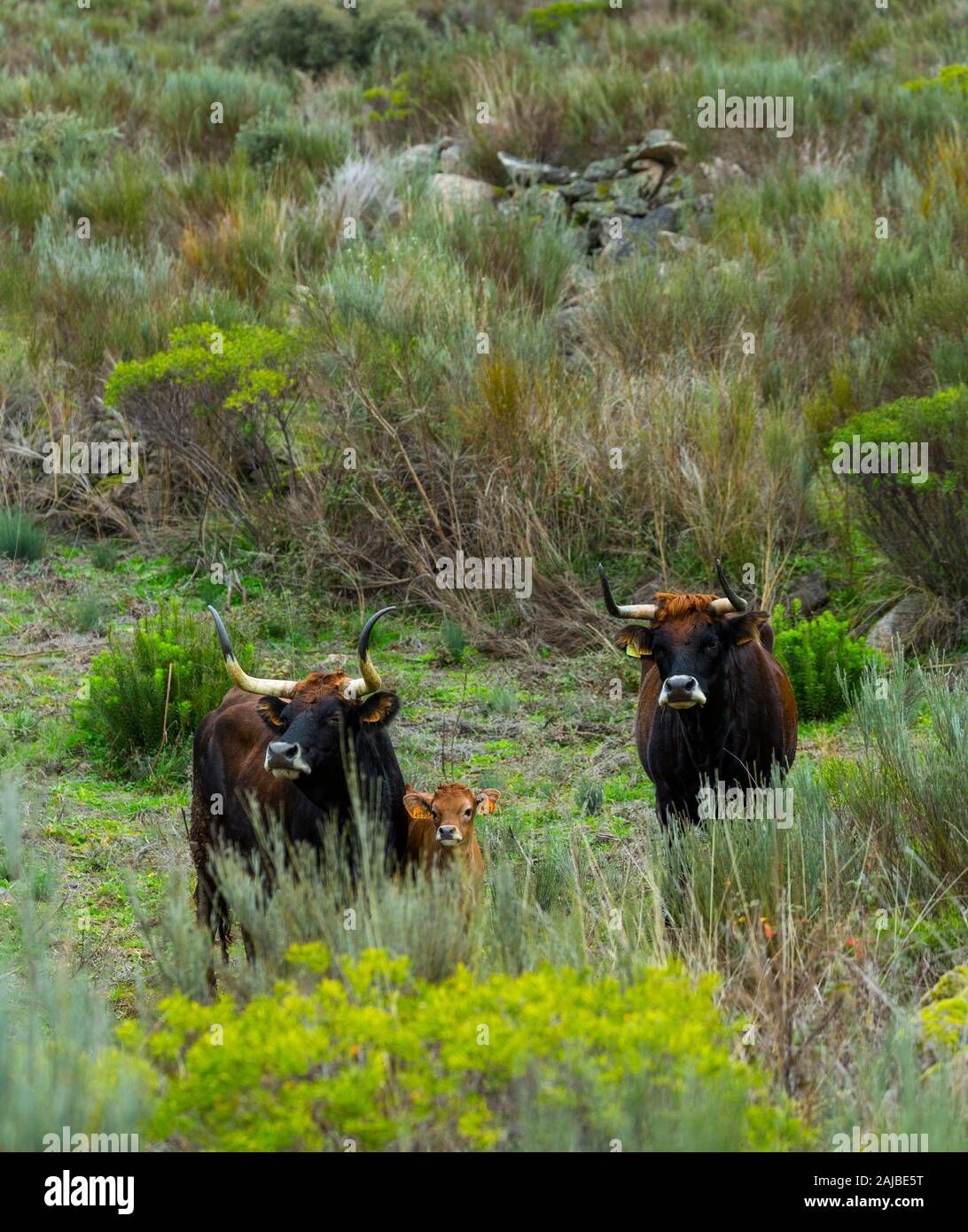 Vaca maronesa wild cattle maronesa breed hi-res stock photography and ...