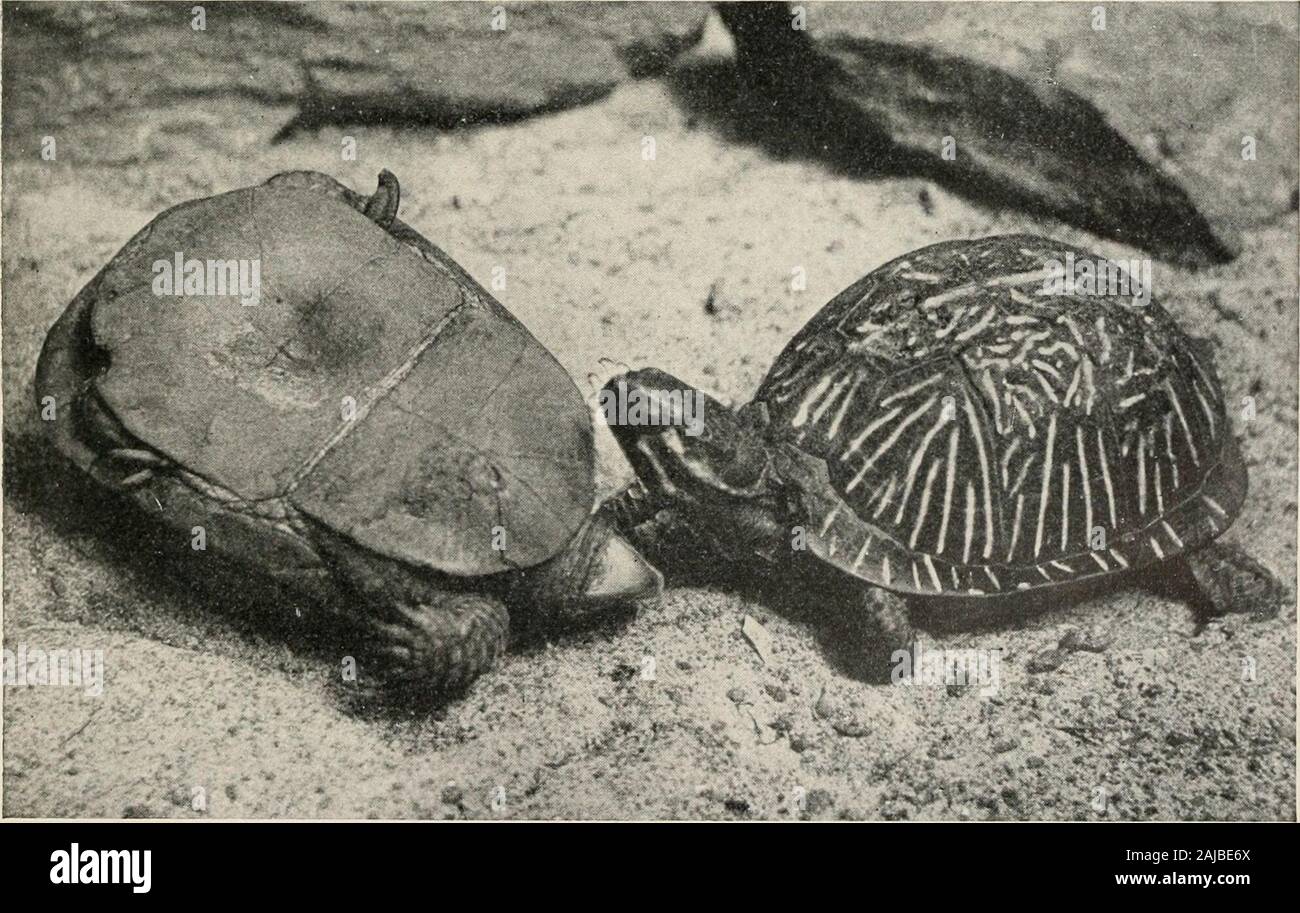 Three toed box turtles hi-res stock photography and images - Alamy
