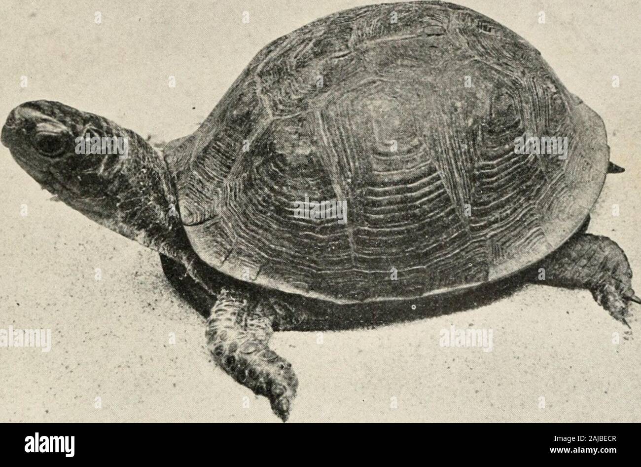Three toed box turtles hi-res stock photography and images - Alamy