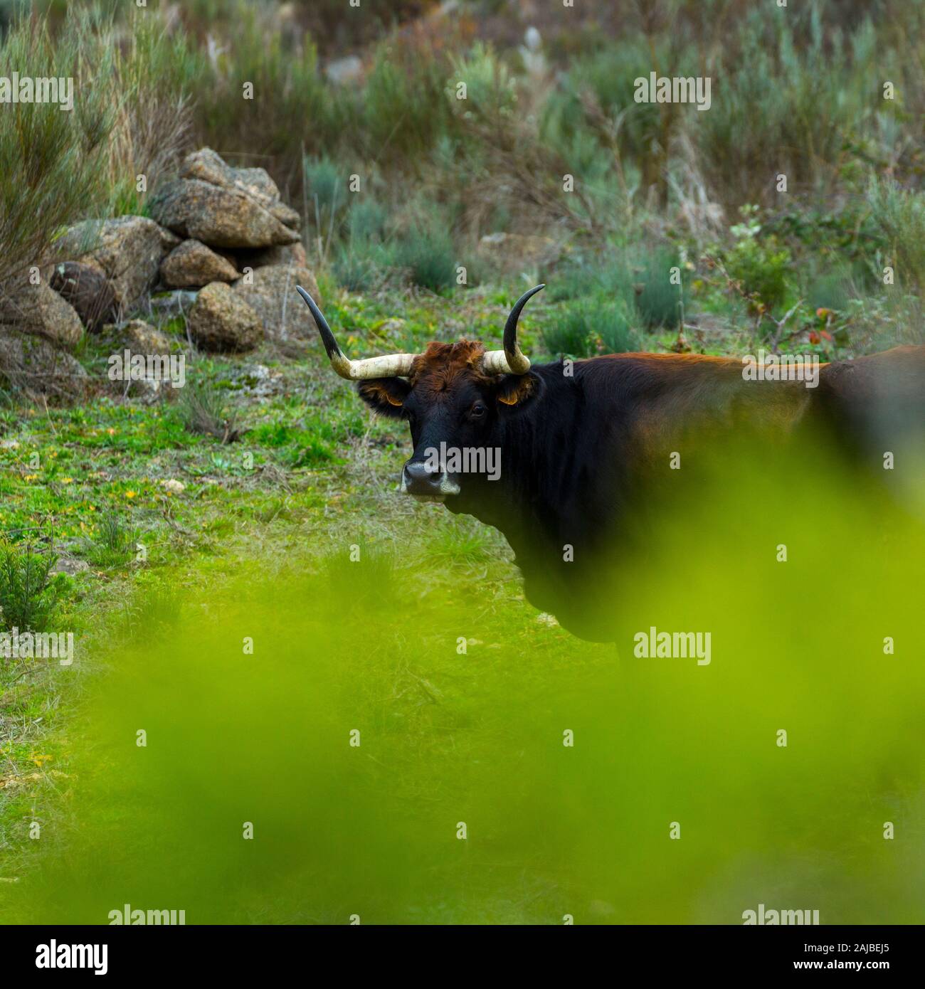 Vaca maronesa wild cattle maronesa breed hi-res stock photography and ...
