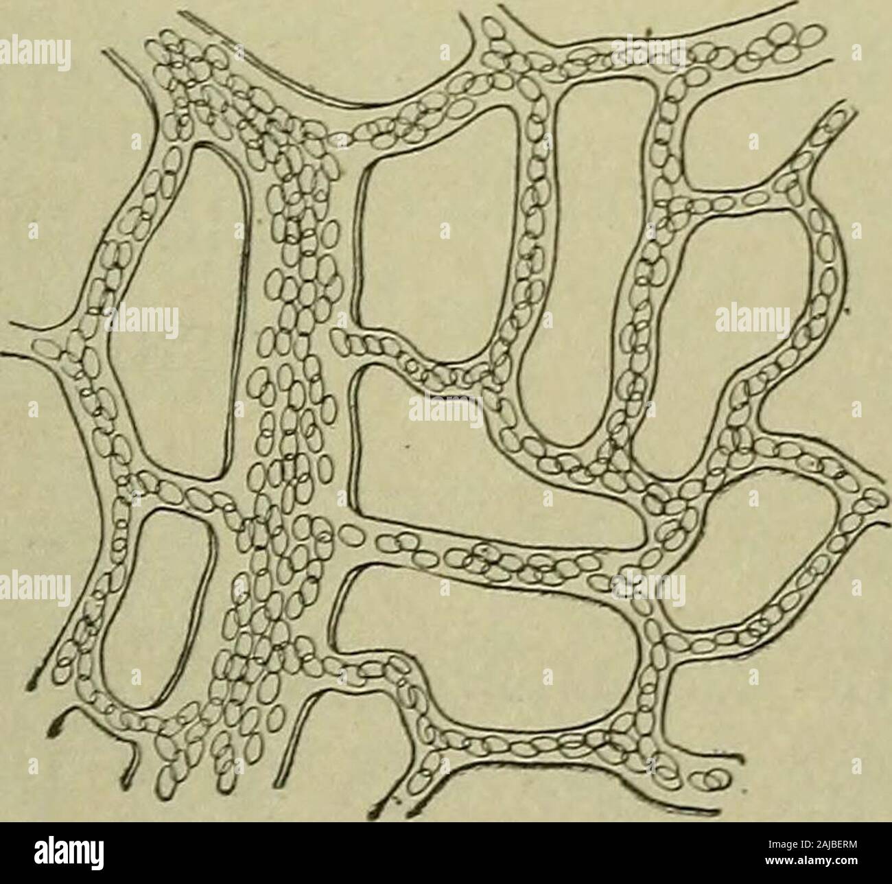Frog Skin Microscope