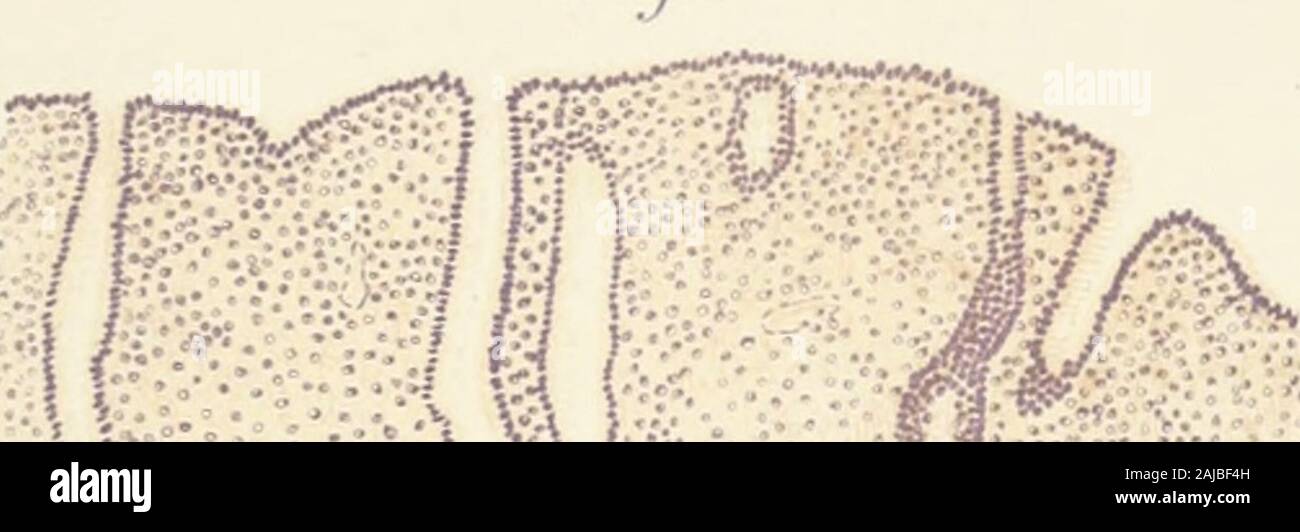 Two follicles hi-res stock photography and images - Alamy