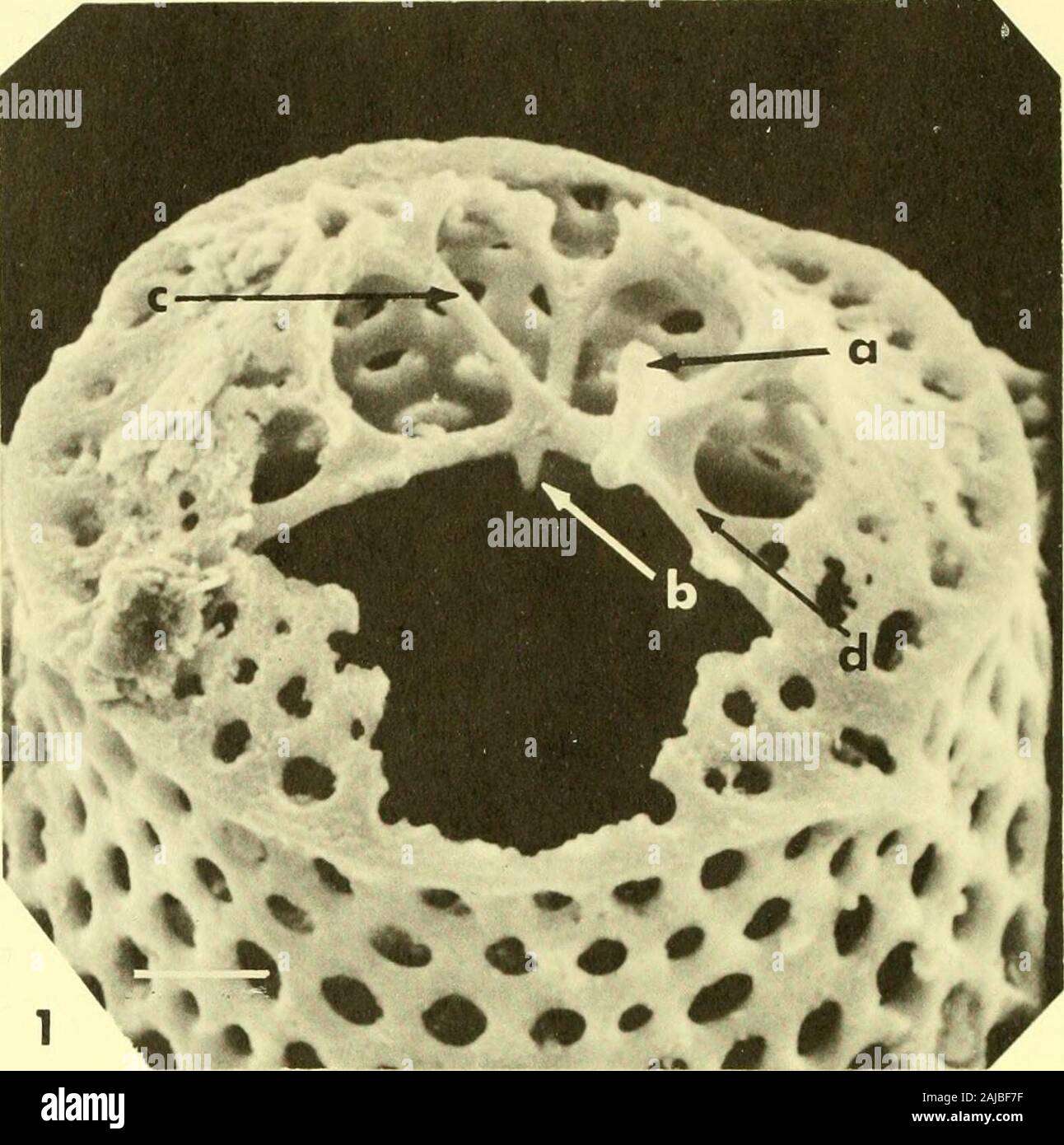 Bulletins of American paleontology . Bull. Amer. Paleont., Vol. 56 ...