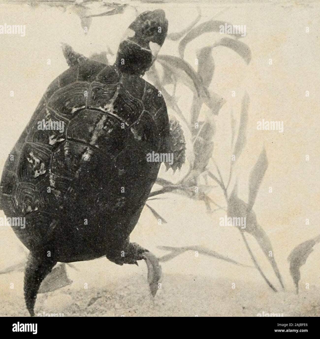 Jersey lizards hi-res stock photography and images - Alamy