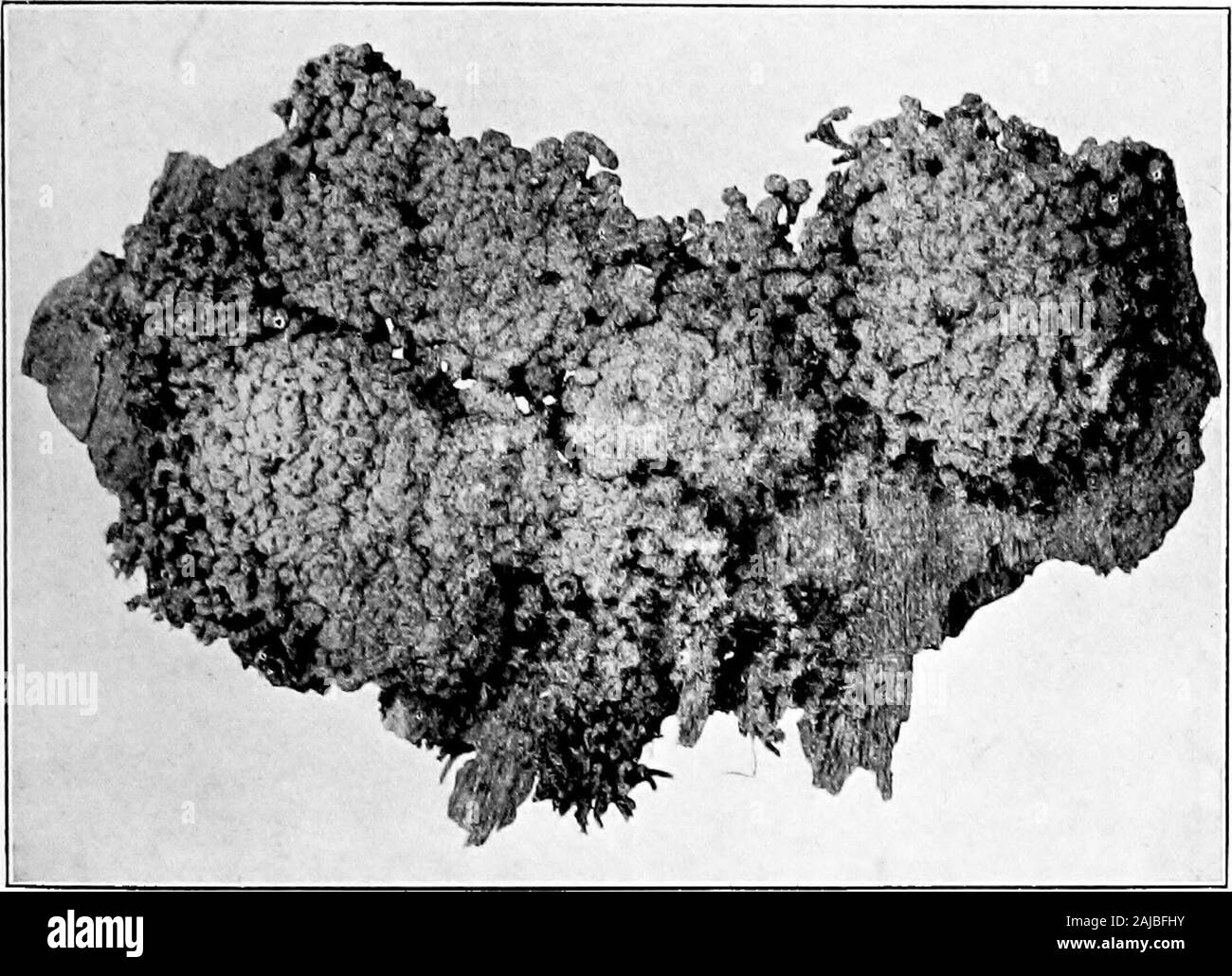 Conical fungus Black and White Stock Photos & Images - Alamy