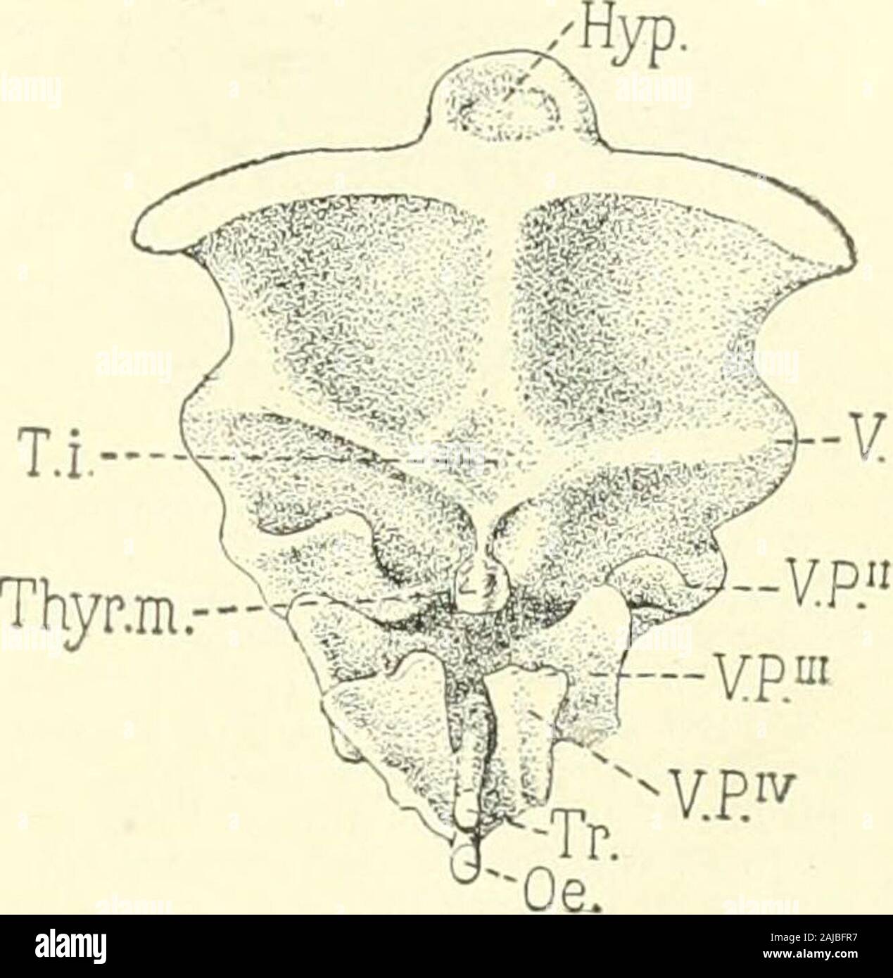 Thyroid g hi-res stock photography and images - Alamy