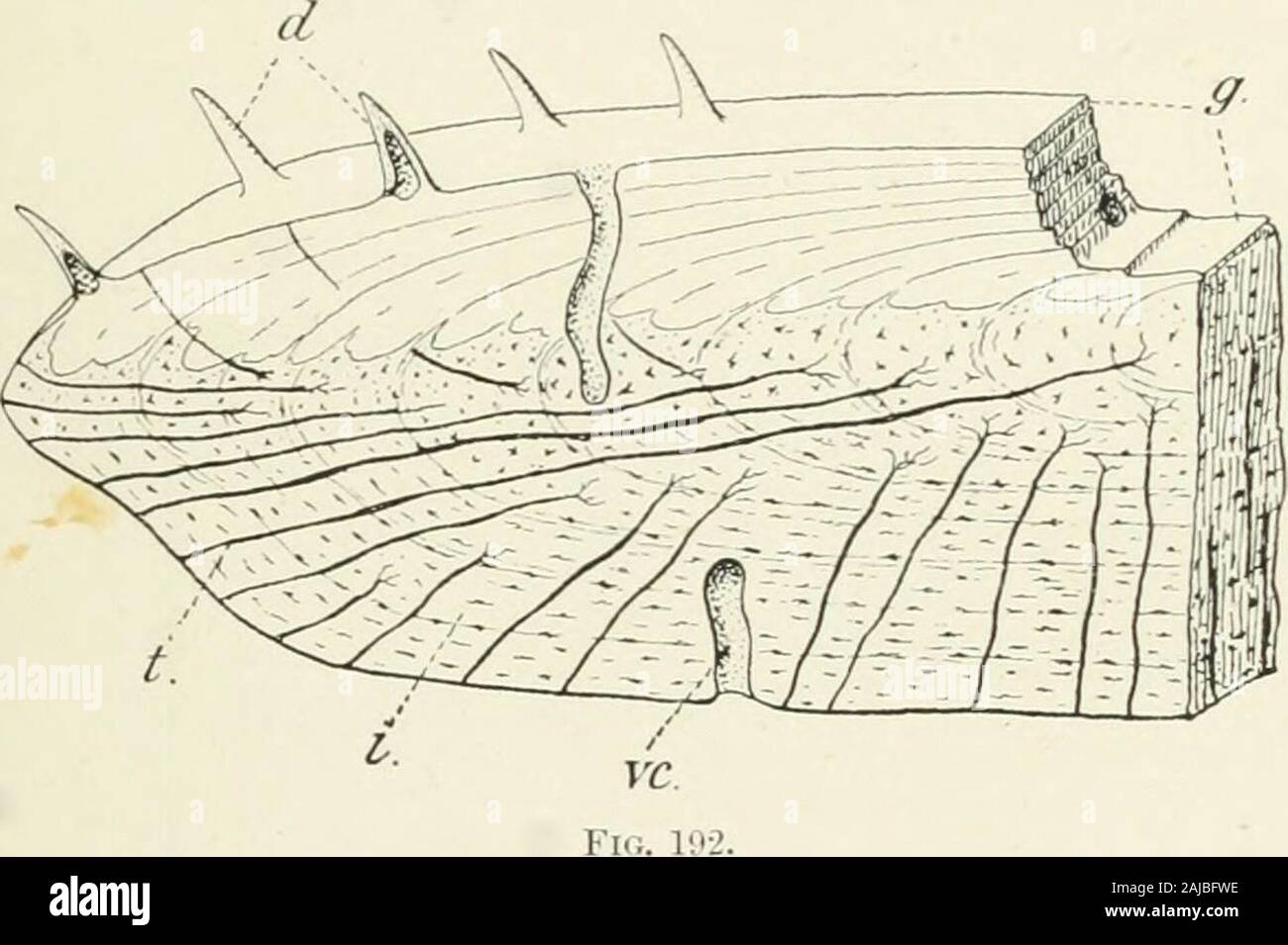 Ganoid scales hi-res stock photography and images - Alamy